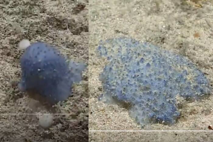 Blue Goo Photos: समुद्र में नजर आया अजीबोगरीब जीव, पलक झपकते ही बदल ...