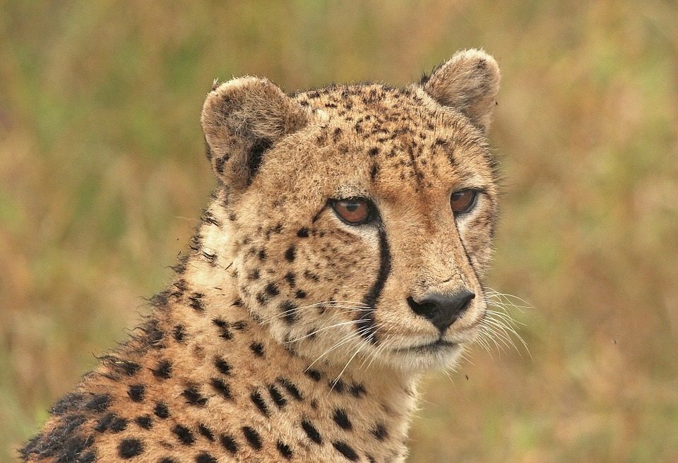 100 किलोमीटर प्रति घंटे की रफ्तार से भागने वाला Cheetah
