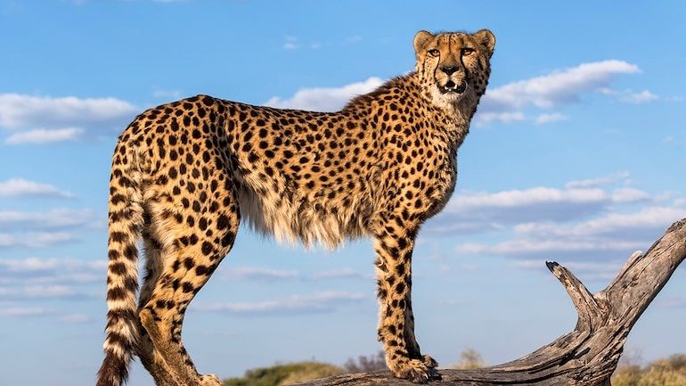 100 किलोमीटर प्रति घंटे की रफ्तार से भागने वाला Cheetah