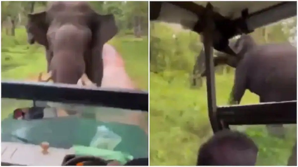 Viral Video: Angry Elephant Chases Off Safari Jeep, Leaves Tourists Terrified. Watch