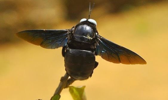 घर में काला भंवरा आने से क्या होता है और घर में हो पैसे की कमी तो क्या ...