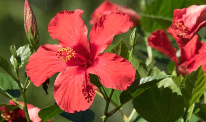 गुड़हल का फूल आपको बनाता है बला का खूबसूरत, इस देवी को भी है पसंद