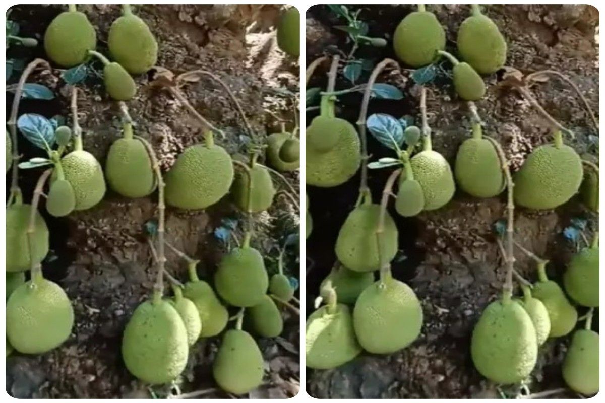 200 साल पुराना कटहल का पेड़ देखा है कभी, दूर-दूर से देखने आते हैं लोग ...