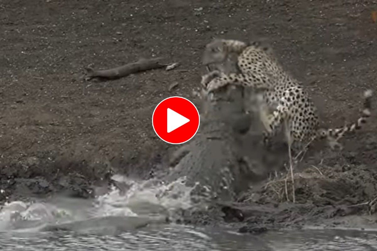 Magarmach Ka Video: नदी किनारे चीते पर बुरी तरह टूट पड़ा मगरमच्छ, पहले ...