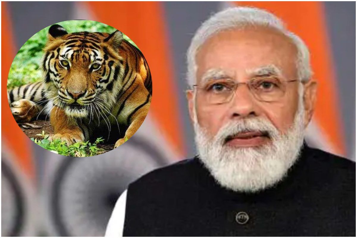 PM Modi Birthday: क्यों खास हैं ये 8 चीते, जिन्हें अपने जन्मदिन पर ...