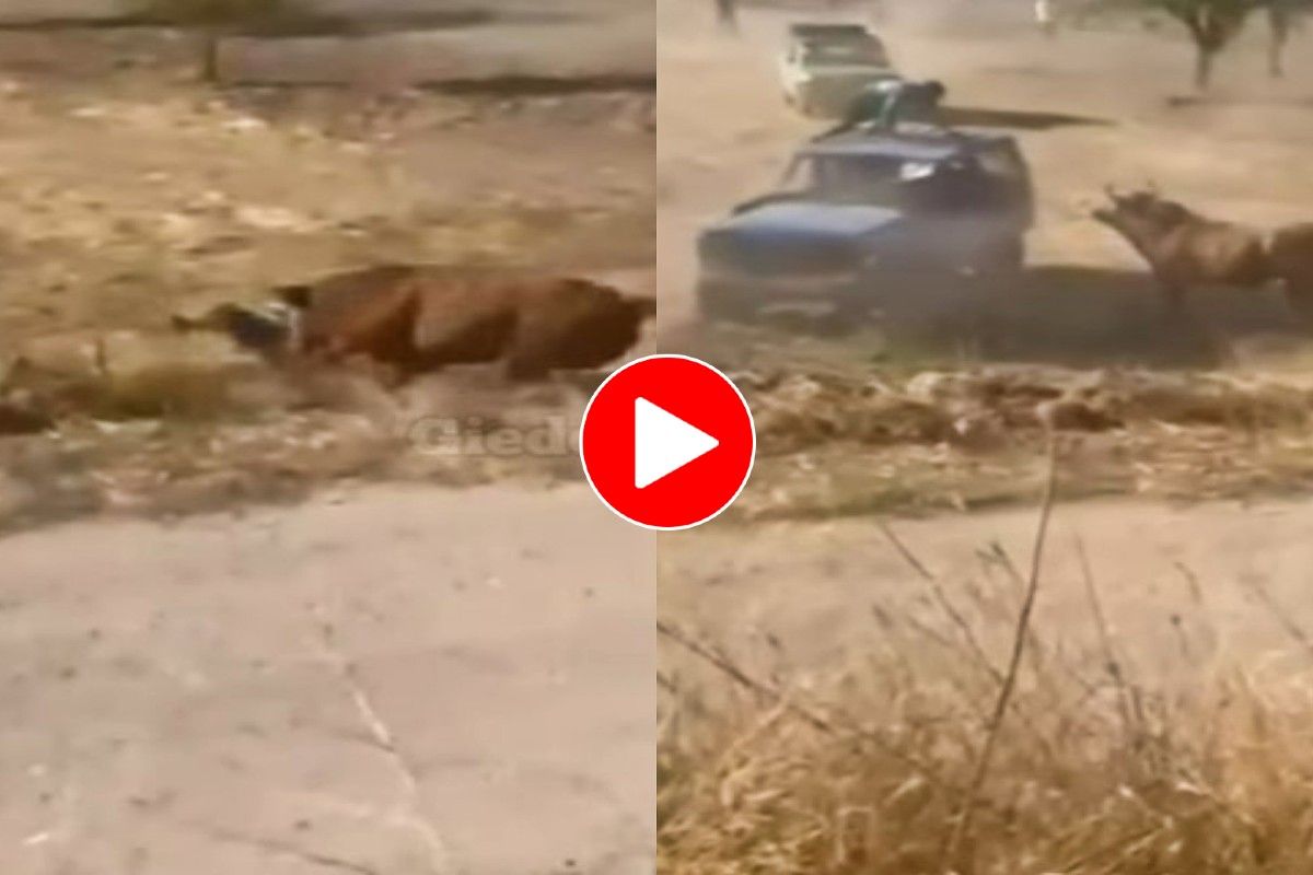 Viral Video: Man Jumps On Top Of Car To Escape Bull Attack. Watch What ...