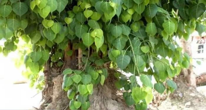 पैसे की कमी कैसे दूर करें : घर में हो पैसों की कमी तो करें ये उपाय हो ...