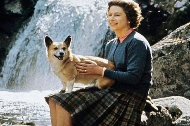 What Happens to Queen Elizabeth IIs Beloved Dogs Now