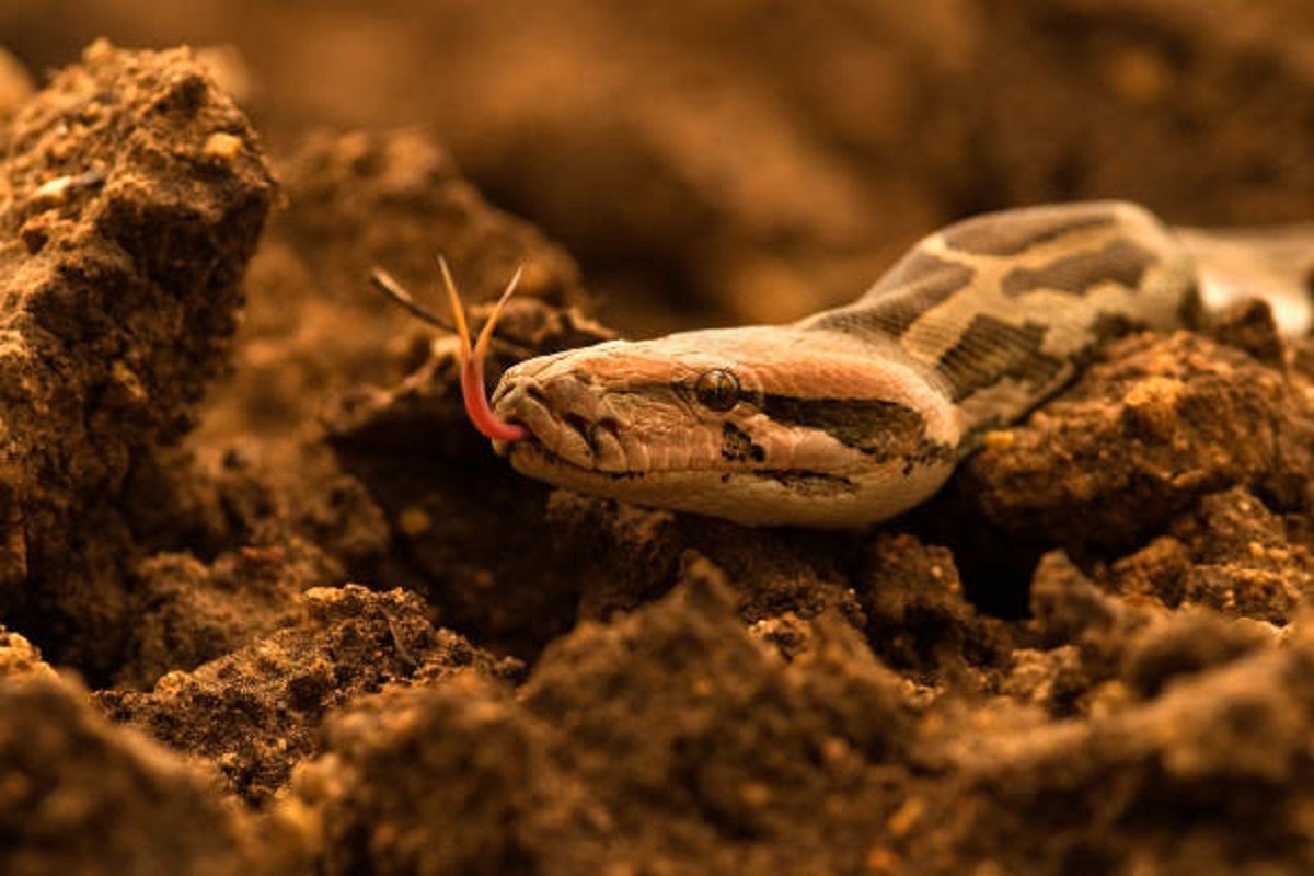Gravely Injured Python Rescued In Mumbai To Undergo One Of Its Kind ...
