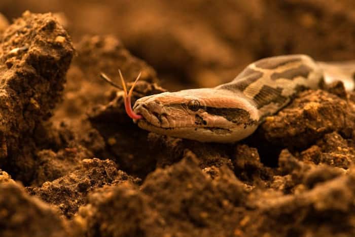 Gravely Injured Python Rescued In Mumbai To Undergo One Of Its Kind Plastic Surgery