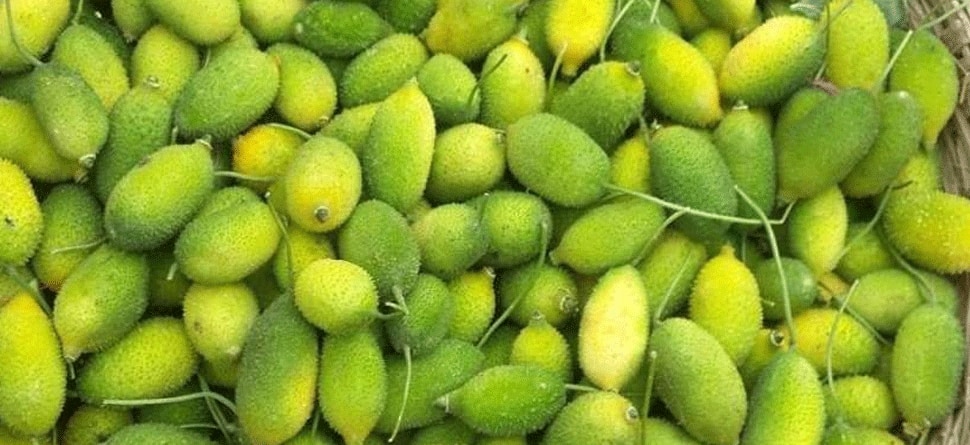 Spiny Gourd: चट्टान जैसा फौलाद बनाती है दुनिया की ये सबसे ताकतवर सब्जी ...