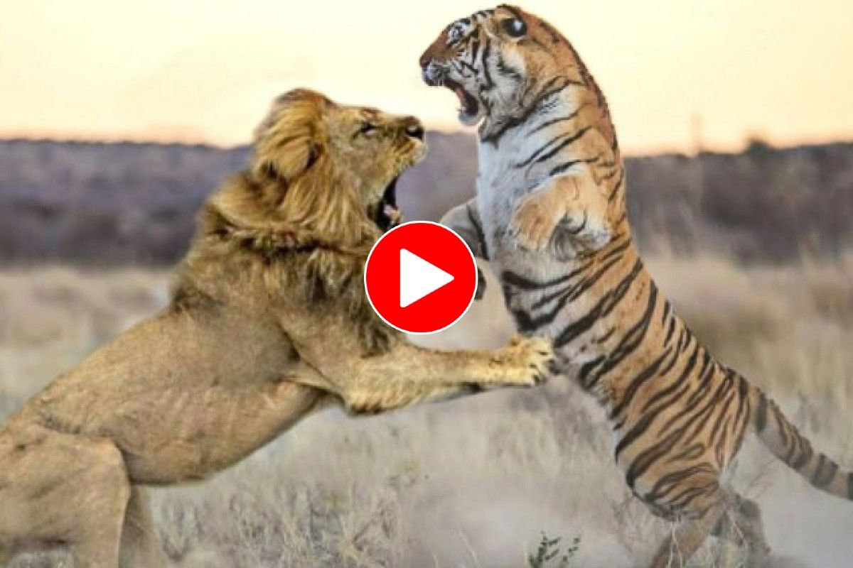 Sher Ka Video: अचानक आमने-सामने आ गए शेर और बाघ, फिर हुई ऐसी भिड़ंत ...