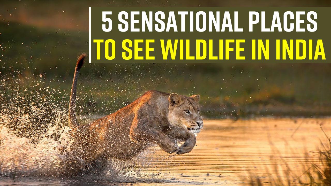 Fan Of Visiting Wildlife Places? Add These Sensational Destinations In ...