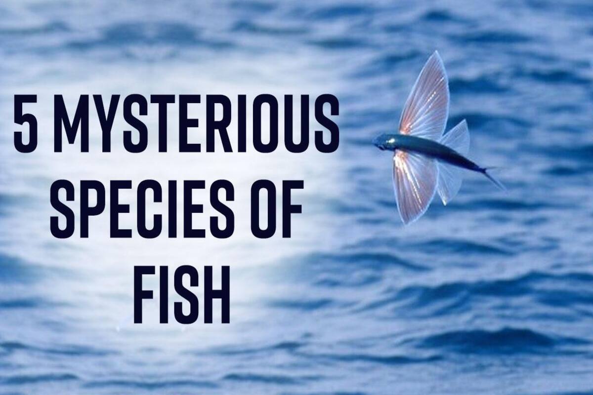 New Fish Species 2022