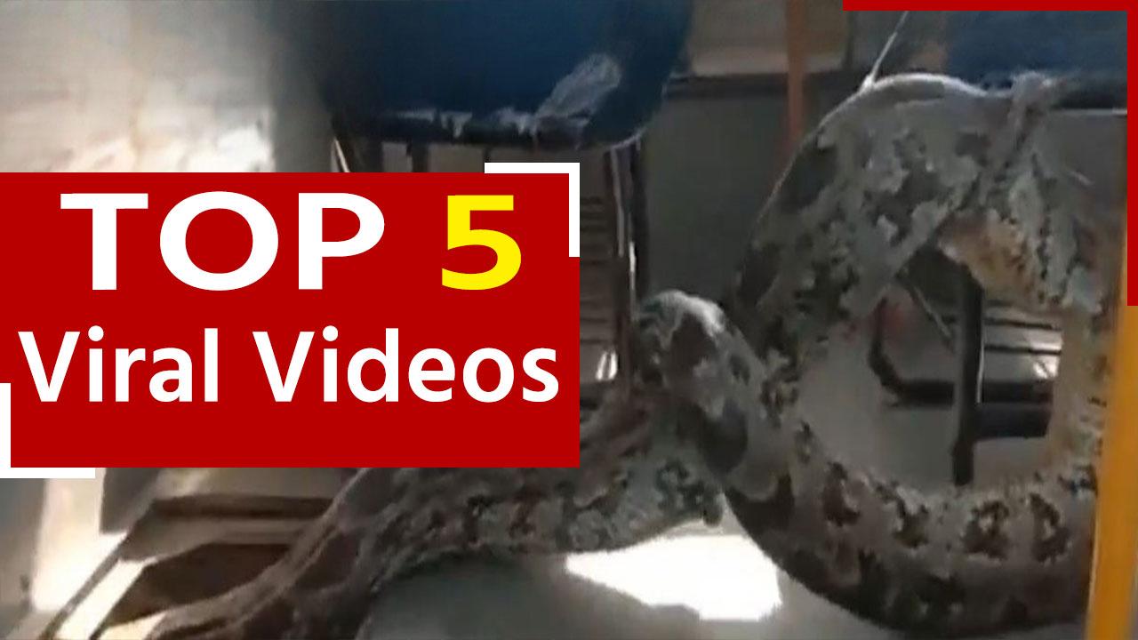 Viral Video: स्कूल बस में मिला मोटा अजगर, वीडियो देख सहम जाएंगे आप ...
