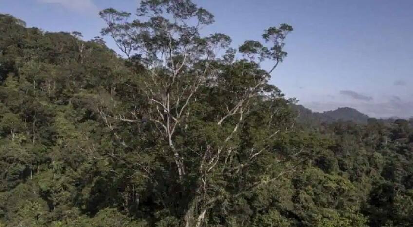 Scientists Finally Reach The Tallest Tree Ever Found in Amazon
