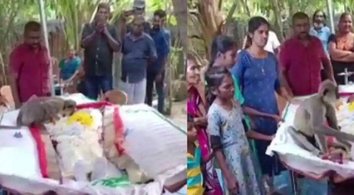 Viral Video: Monkey Attends Funeral Of Man Who Fed Him, Tries To Wake ...