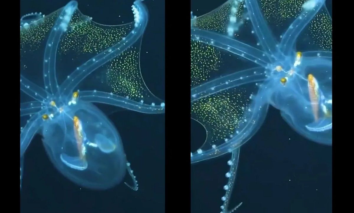 Viral Video Shows a Rare Glass Octopus, Netizens Are Mesmerised By Its ...