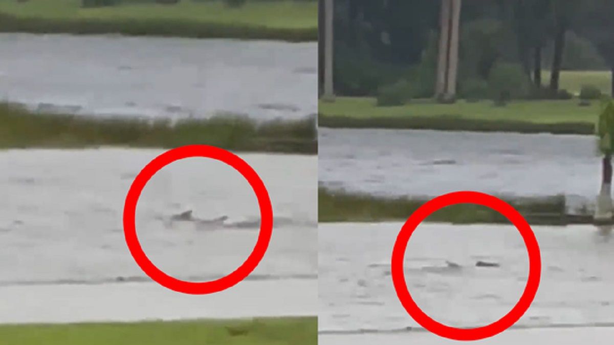 Viral Video: Shark Spotted Swimming in Flooded Streets Of Florida After ...