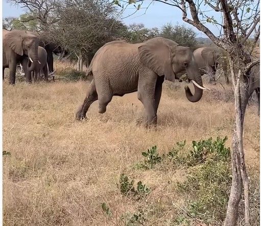 जंगल में साथियों के साथ टहलता दिखा तीन पैरों वाला हाथी, जज्बा ऐसा कि आप ...