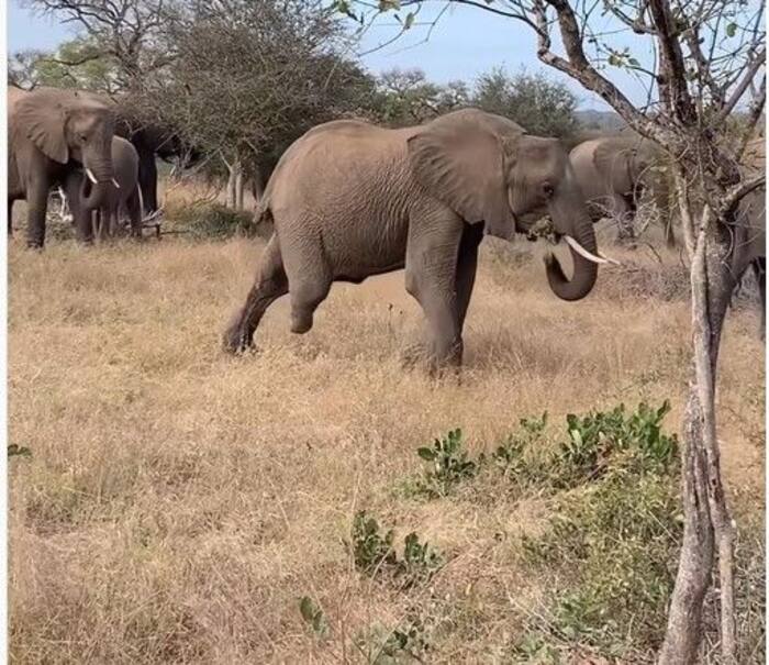 जंगल में साथियों के साथ टहलता दिखा तीन पैरों वाला हाथी, जज्बा ऐसा कि आप ...