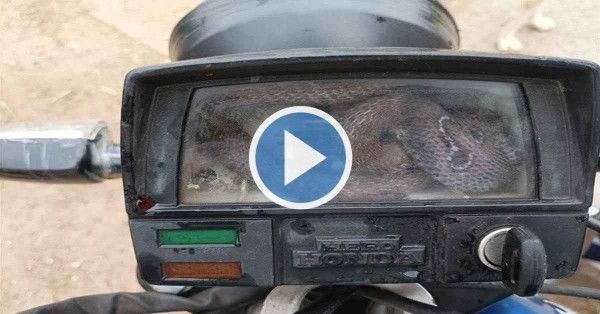 Viral Video: Snake Gets Stuck in Motorcycles Speedometer in Madhya ...