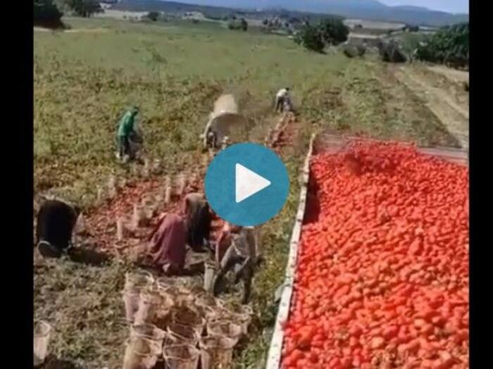 Viral Video: This Special