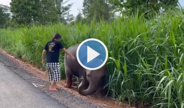 Viral Video: Girl Rescues Baby Elephant Stuck In Muddy Ditch, It Makes ...