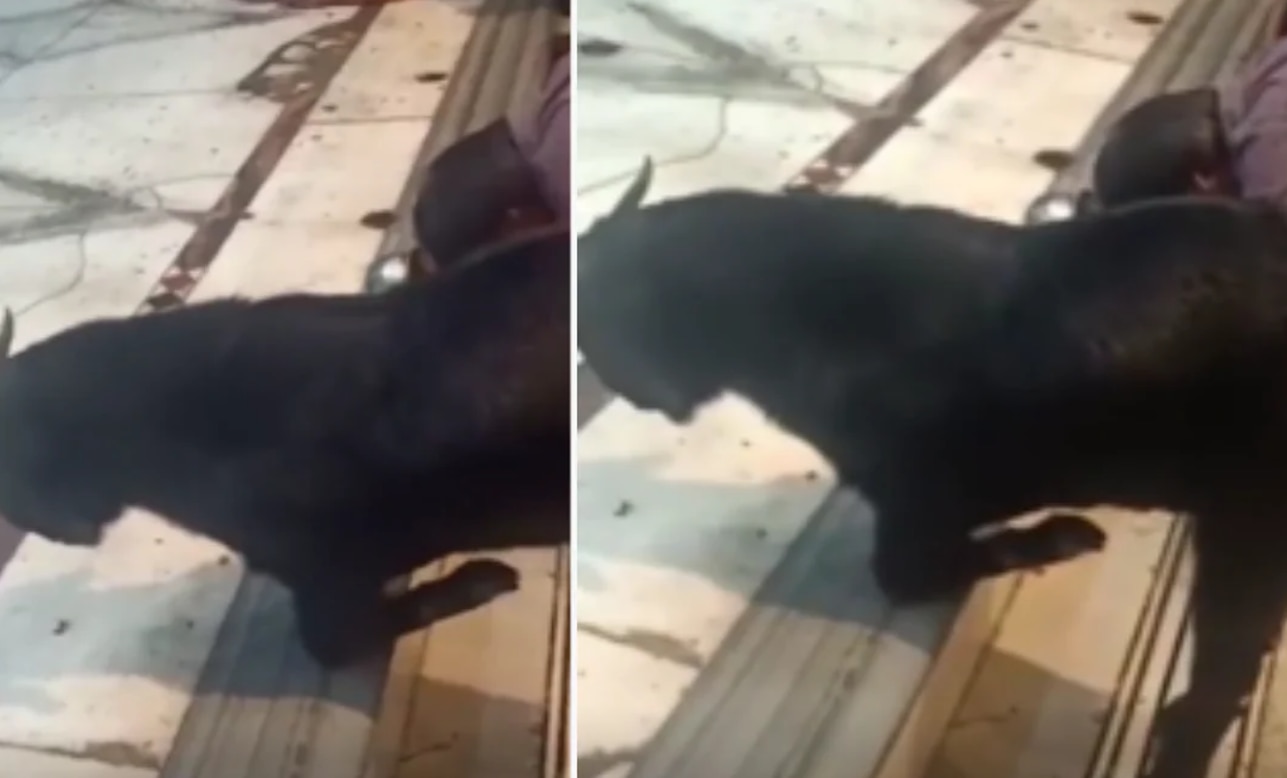 Viral Video: Goat Seen Praying, Kneeling Down to Lord Shiva During ...