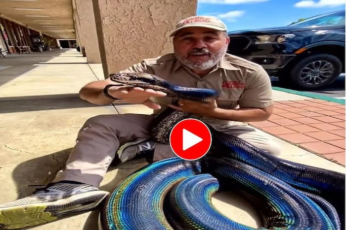 Viral Video: Man Holds Rainbow Reticulated Python in Arms, Leaves Netizens Mesmerized. Watch