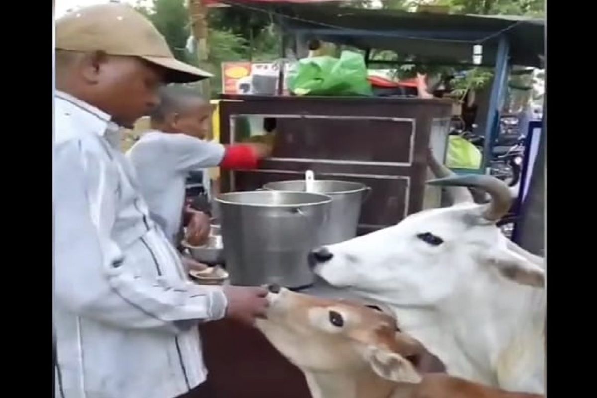 Cow Funny Video: गायसह तिच्या वासरालाही लागली पाणीपुरीची चटक, पाहा ...