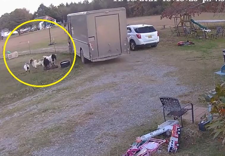 Video of Tribe of Goats Pretending to Faint on Seeing a Parcel Truck ...