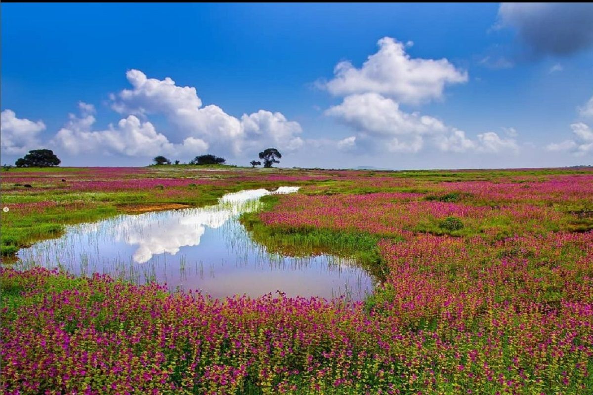 Maharashtra s Valley Of Flowers To Soon Become An All Season Thing