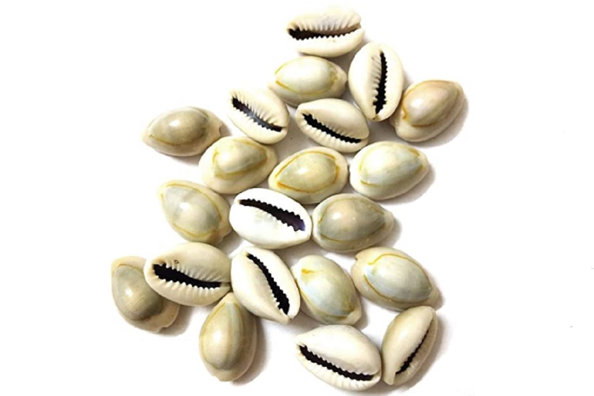 कौड़ी का उपाय: कौड़ी का यह उपाय चुटकियों में कर देगा आपको मालामाल, मां लक्ष्मी बरसाएंगी कृपा