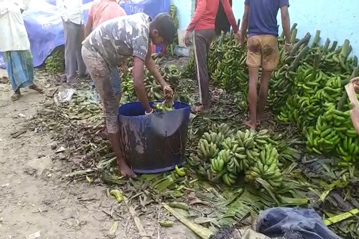 सुंदर दिखने वाला केला कहीं जहरीला तो नहीं? पकाने के लिए किया जा रहा है ...