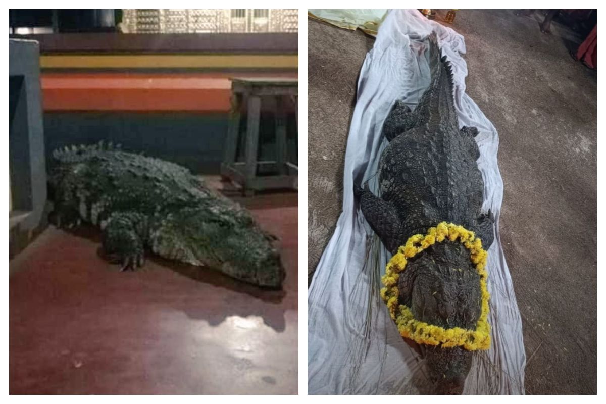 Vegetarian Crocodile Babiya That Lived In Kerala Temple Pond Dies At 70 ...