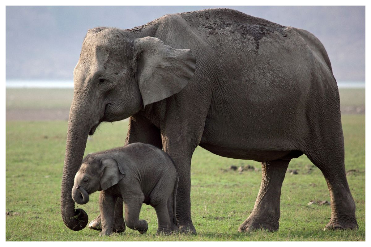 Elephant And Calf Killed By Train In Assam Forest Officials Say ...