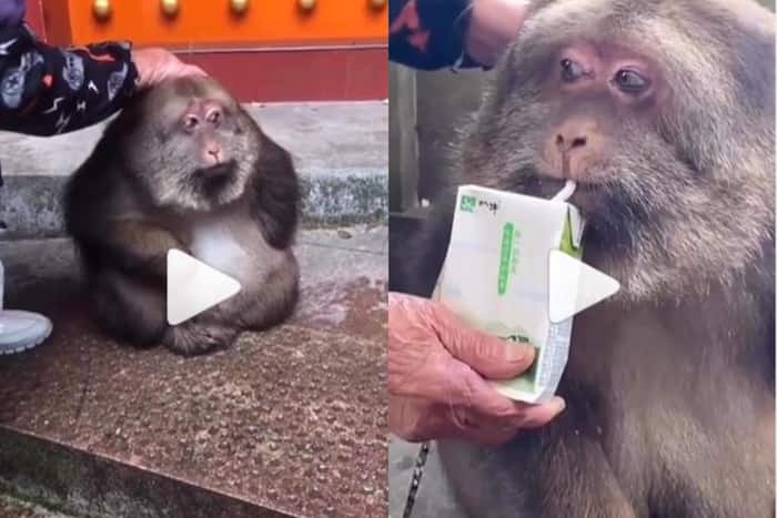 Viral Video: This Chubby Monkey With One Arm Is The Cutest Thing Youll ...