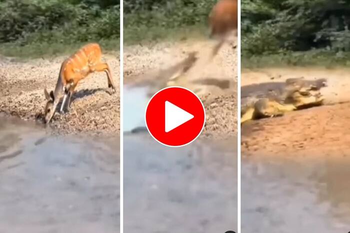 Viral Video: Crocodile Attacks Deer Drinking Water From River, What ...