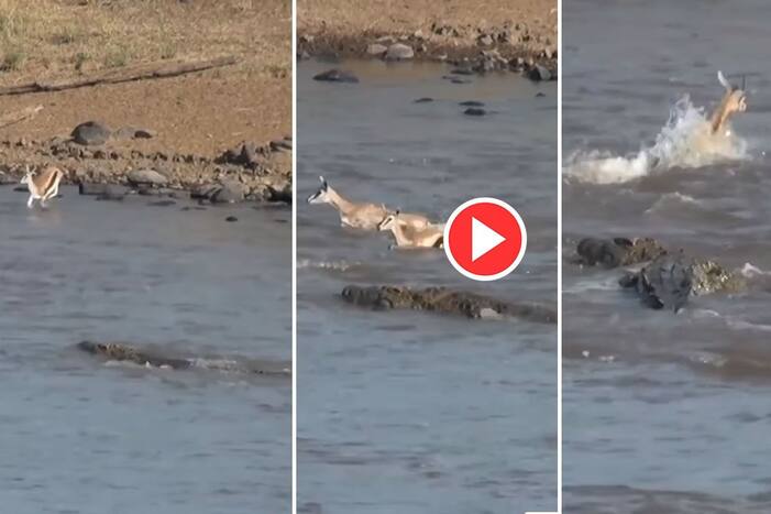 Magarmach Ka Video: हिरण ने मगरमच्छ को पानी में ही दिया ऐसा चकमा, खुद ...