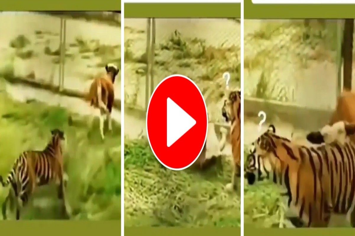 Tiger Ka Video: गाय का शिकार करने ही वाला था बाघ, तभी हुआ ऐसा चमत्कार उल्टे पांव भाग गया | देखें ...