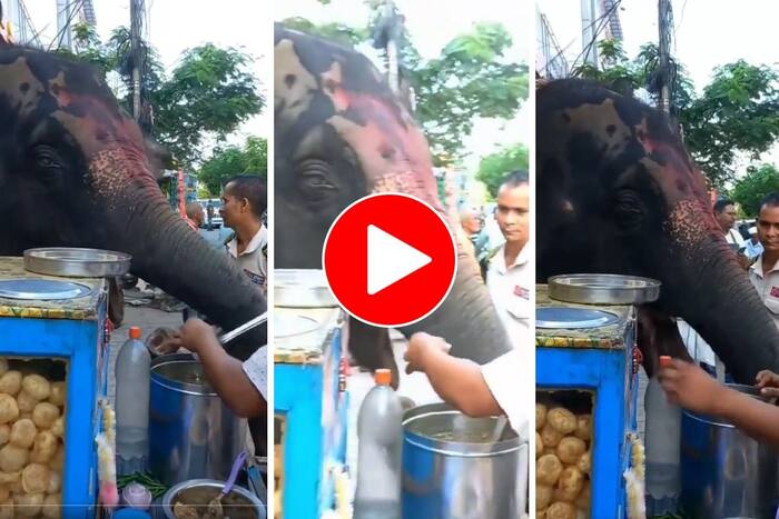 Hathi Ka Video: बाजार में गोलगप्पे देख मचल उठा हाथी, ठेले पर जाकर लिए ...