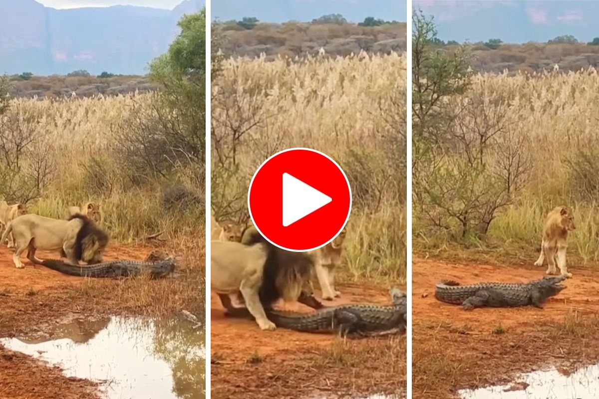 Viral Video: Crocodile Gets Trapped Among Pack Of Lions, Watch What ...