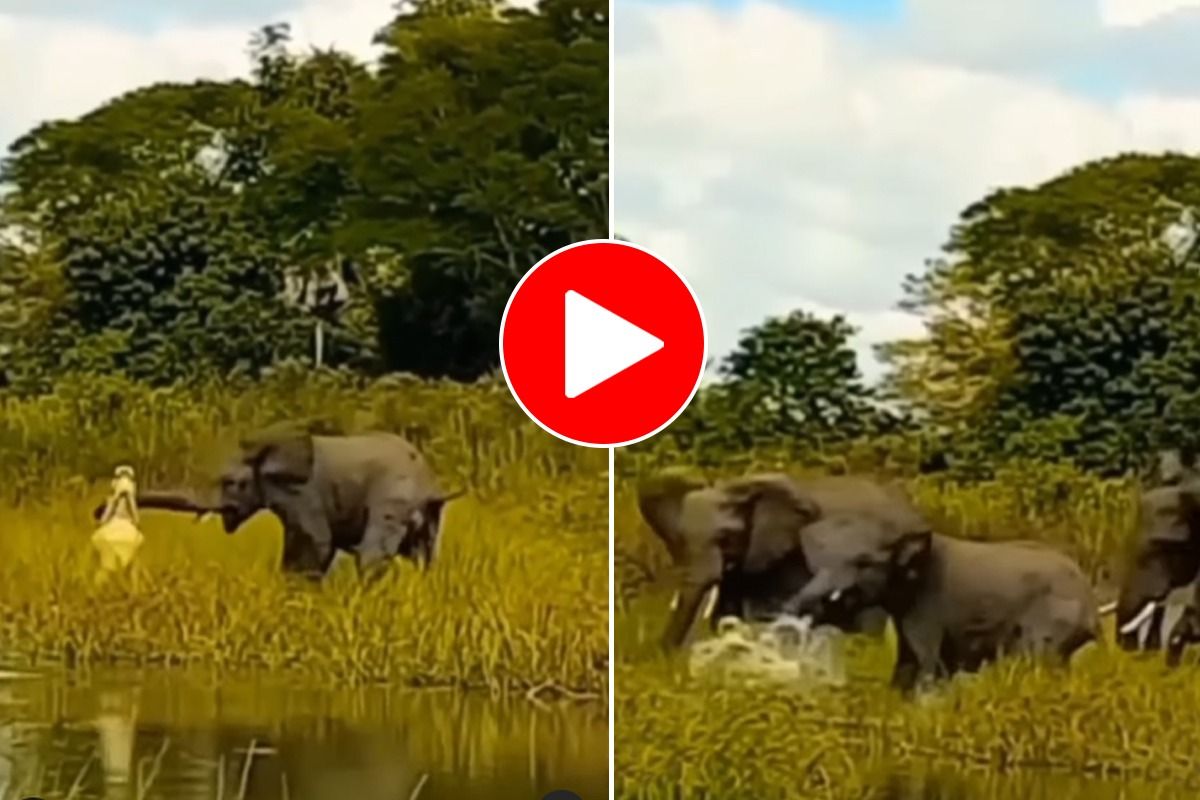 Hathi Aur Magarmach Ki Ladai: हाथी की सूंड पकड़ने की बड़ी गलती कर बैठा मगरमच्छ, फिर गजराज ने जो ...