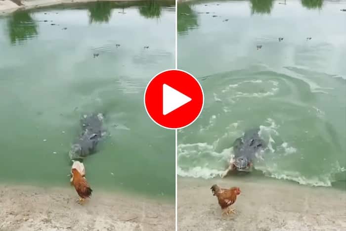 Viral Video: Duck Gets Distracted While Hanging Out With Chicken, Gets ...