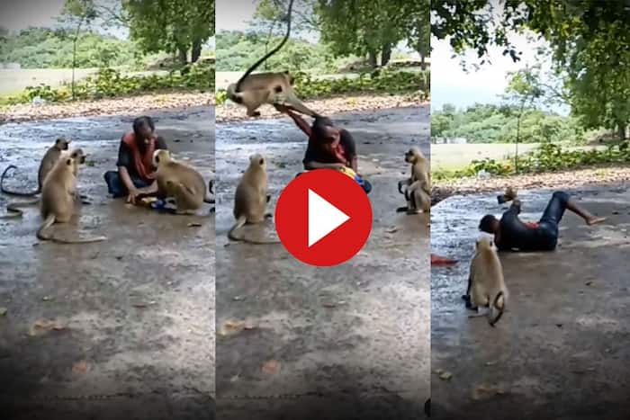 Viral Video: Monkey Pulls Mans Hair After He Refuses To Give Up His ...