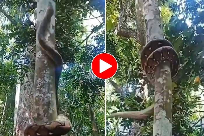 Viral Video: Huge Python Wraps Around Tree To Climb It With This ...