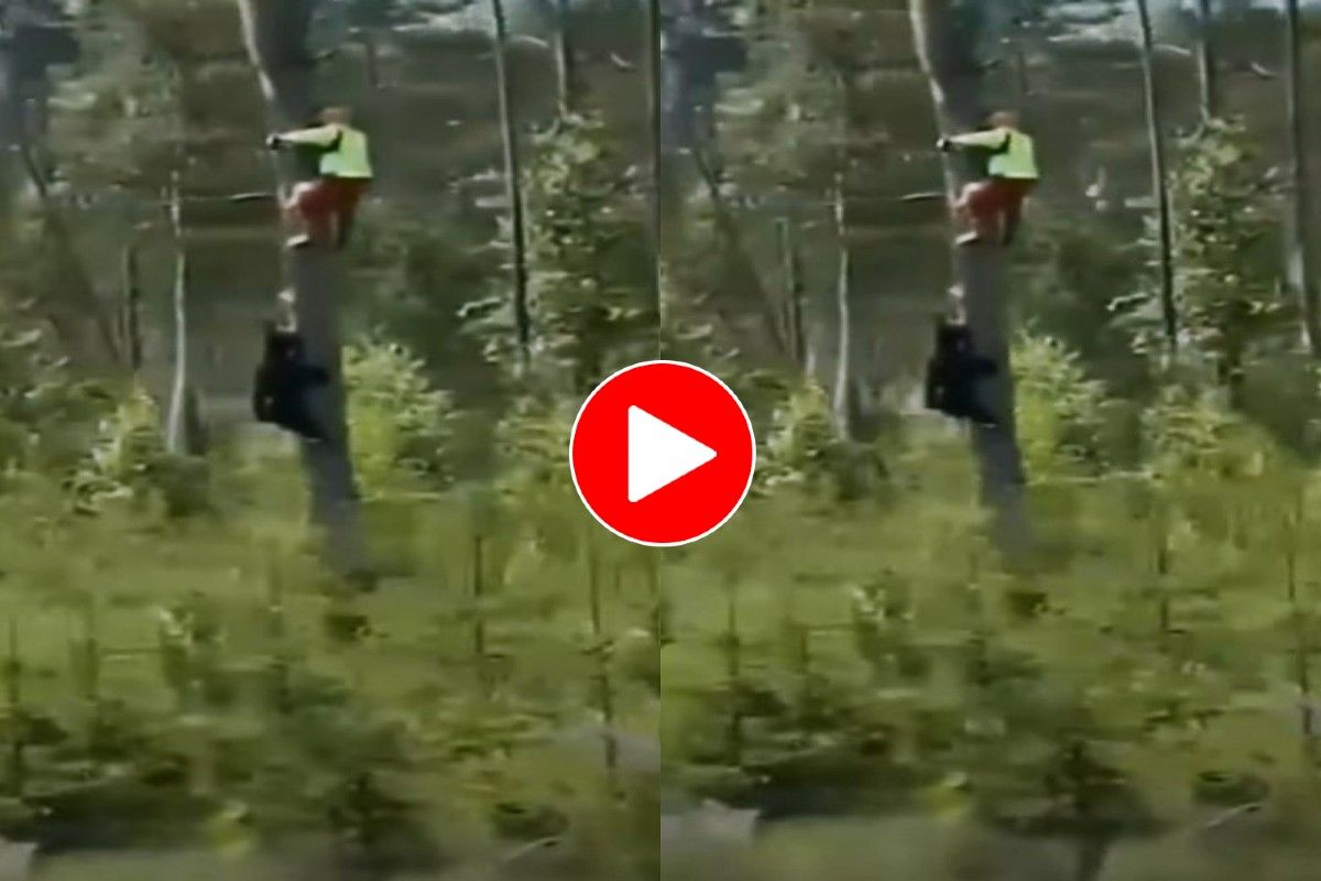 Man Climbs Tree To Save Himself From Bear, Viral Video Will Give You ...