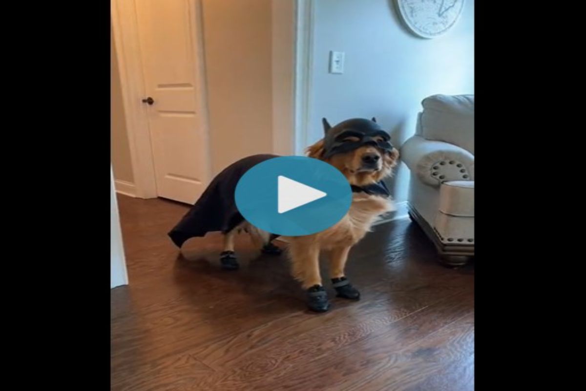 Viral Video: Golden Retriever Dog Dressed As Bat Dog For Halloween Will ...