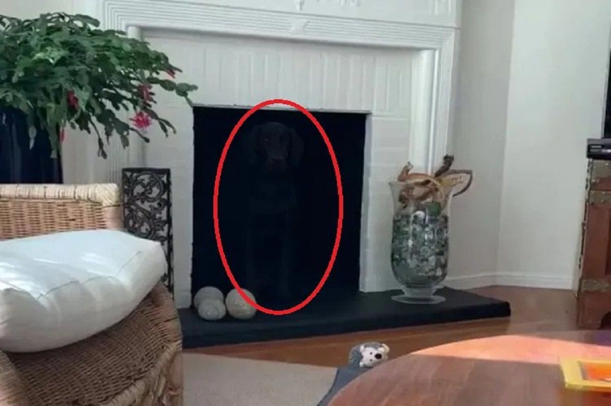 Optical Illusion: Can You Find The Hidden Dog In This Room Within 15 ...